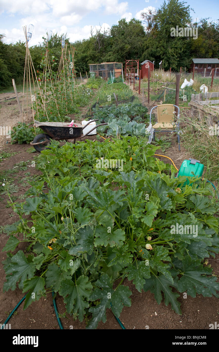Vegetables growing on community allotments hi-res stock photography and ...