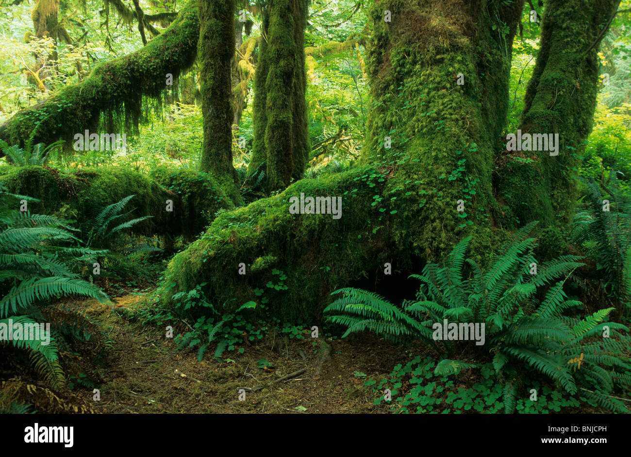 USA Washington Pacific coast ocean Olympic national park rainforest ...