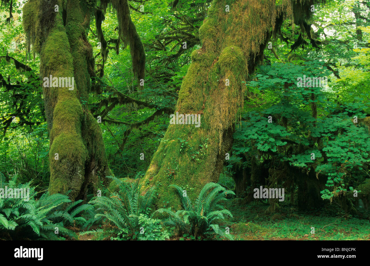USA Washington Pacific coast ocean Olympic national park rainforest ...