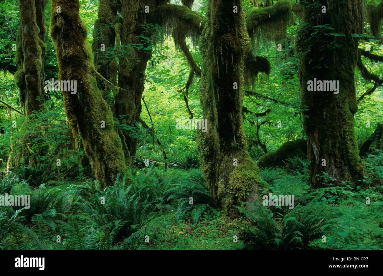 USA Washington Pacific coast ocean Olympic national park rainforest ...