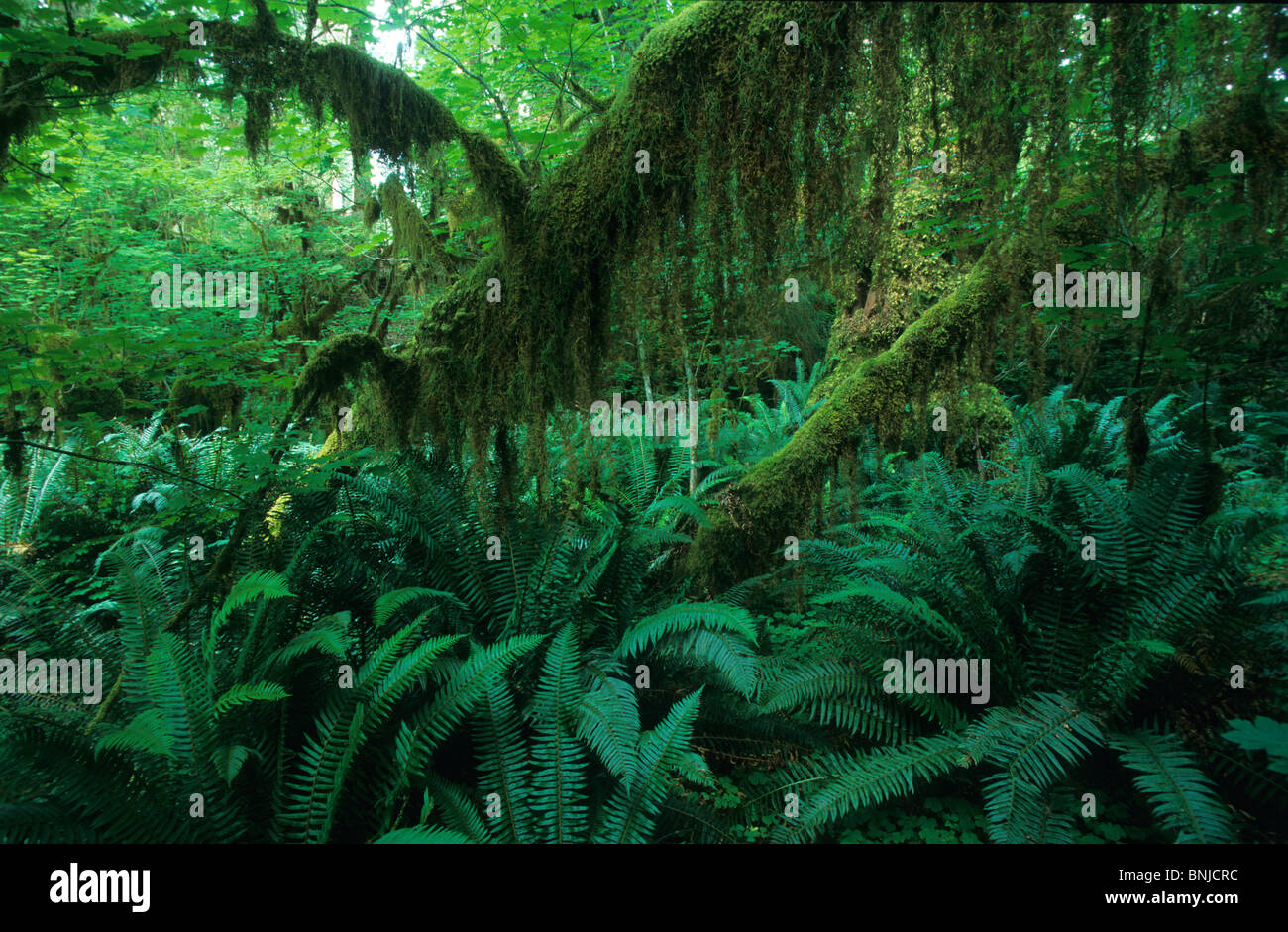 USA Washington Pacific coast ocean Olympic national park rainforest ...