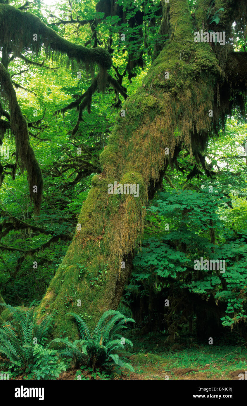 USA Washington Pacific coast ocean Olympic national park rainforest ...