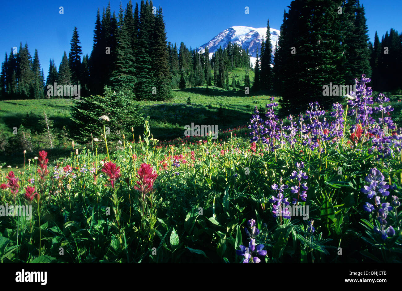 The hind of mount hi-res stock photography and images - Alamy