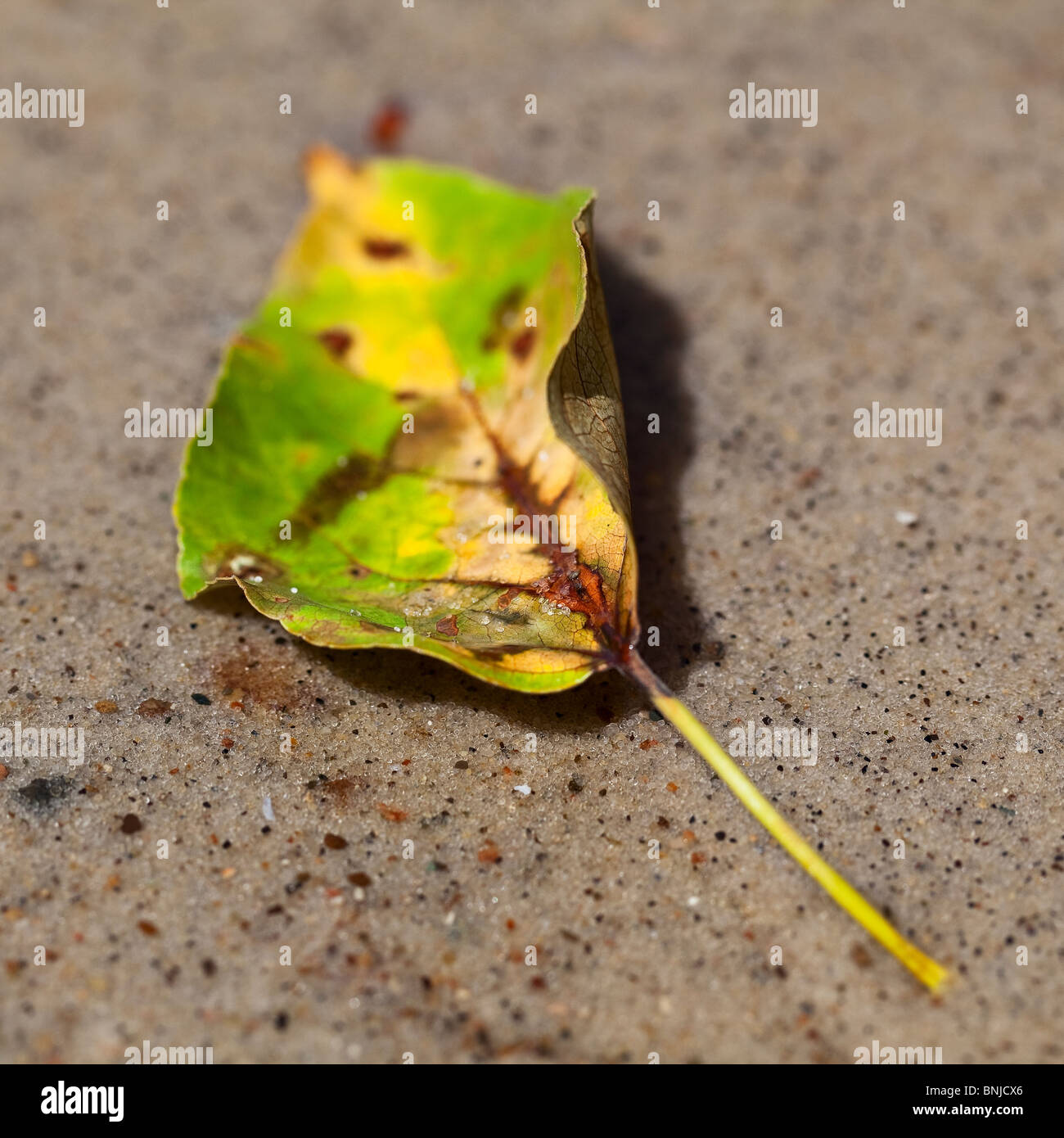 Populus balsamifera hi-res stock photography and images - Alamy