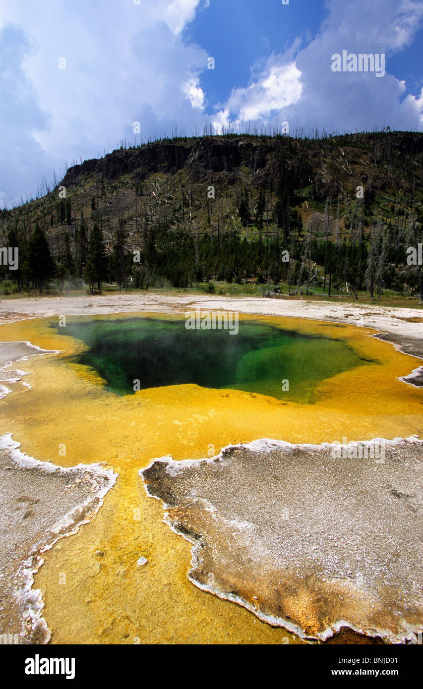 USA Wyoming Yellowstone national park hot spring spring algae wood ...