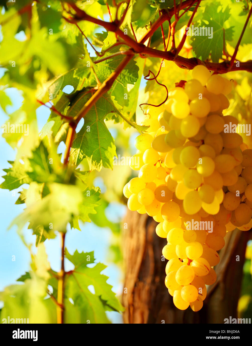 Closeup on white grape growing in a sunny garden with selective focus ...