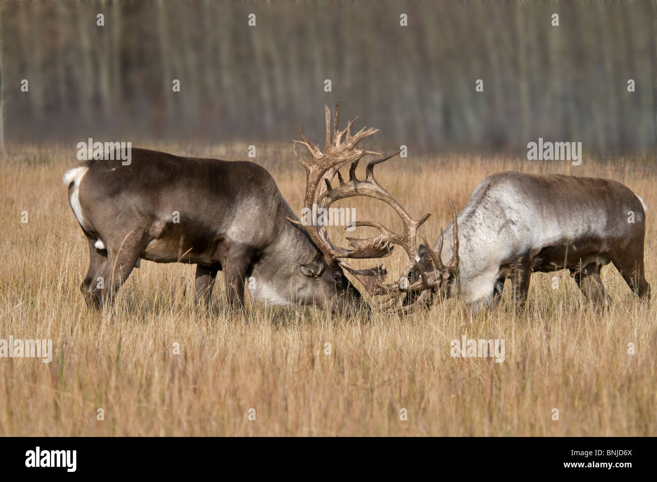 Woodland Caribou Rangifer Tarandus Caribou Yukon 2008 Animal Animals ...