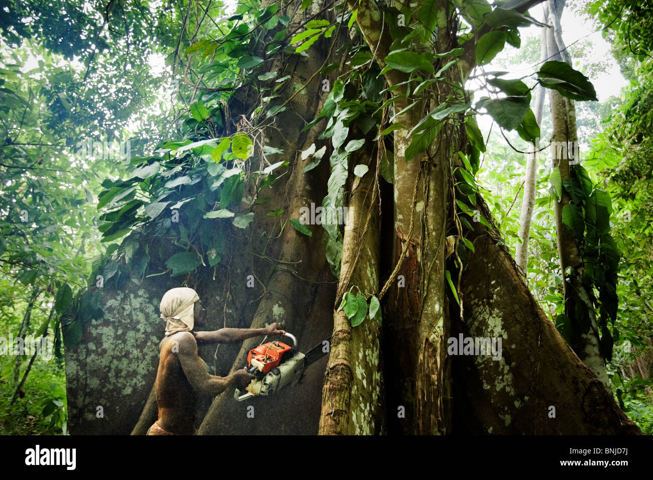 Ghana forest timber hi-res stock photography and images - Alamy