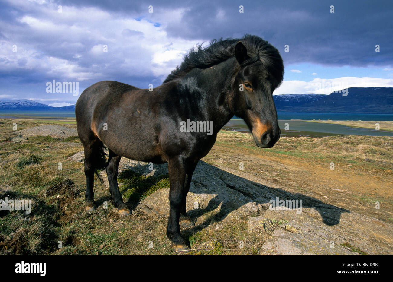 Gasir Iceland landscape scenery horse Iceland horse clouds wind Stock ...