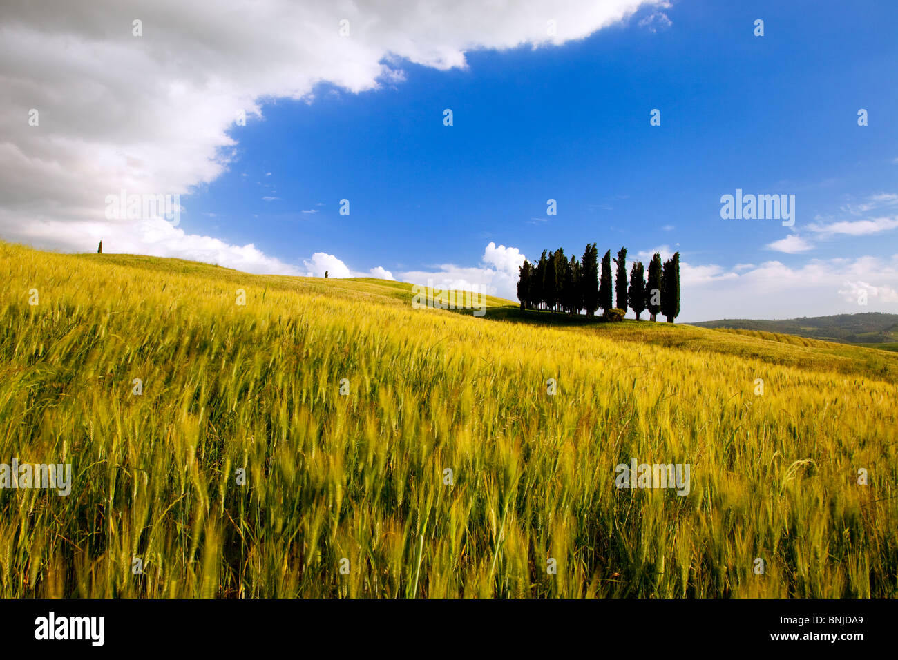 Cluster of Cypress Trees near San Quirico in the Val d'Orcia, Tuscany ...