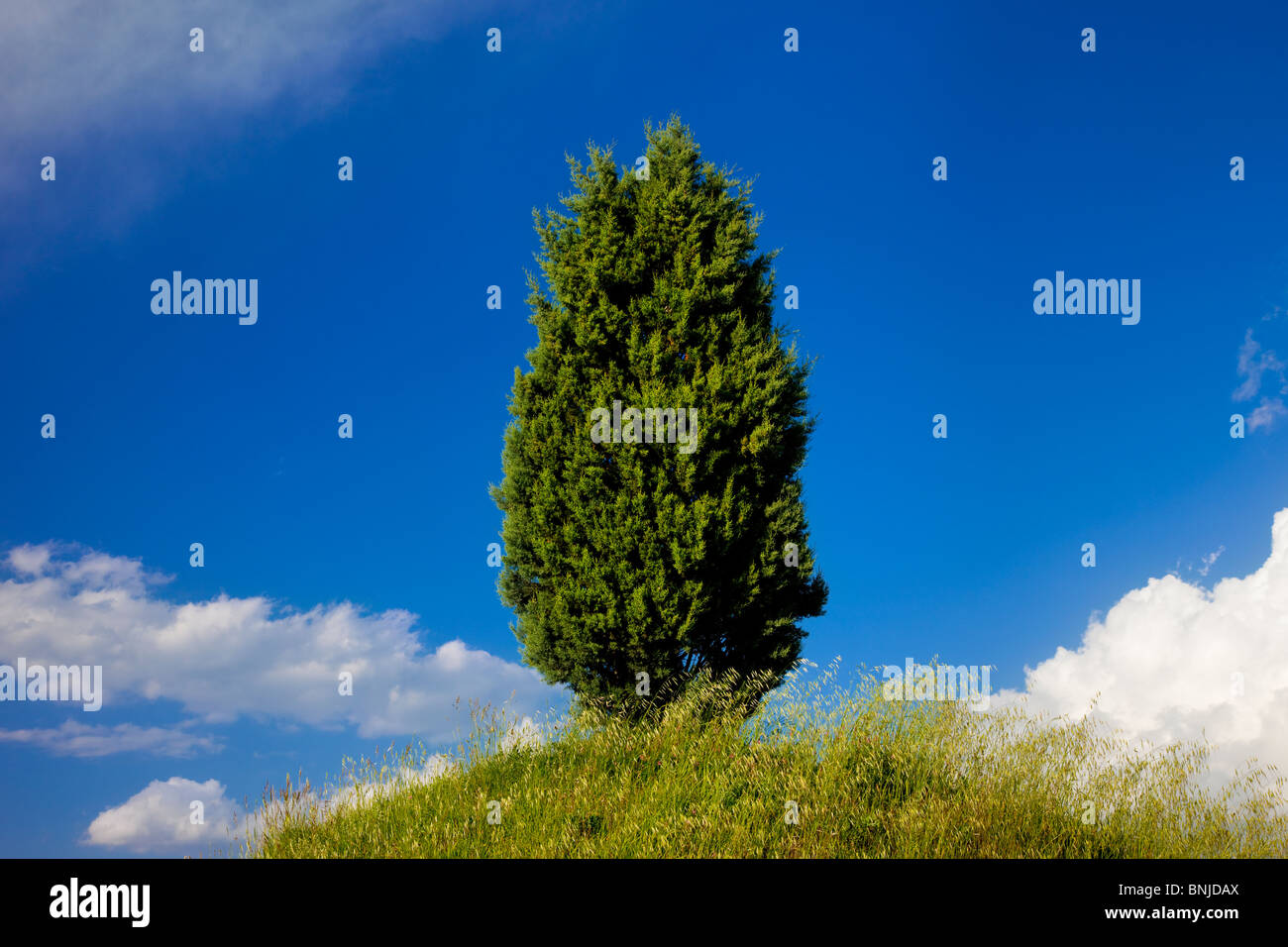 Cypress tree hi-res stock photography and images - Alamy