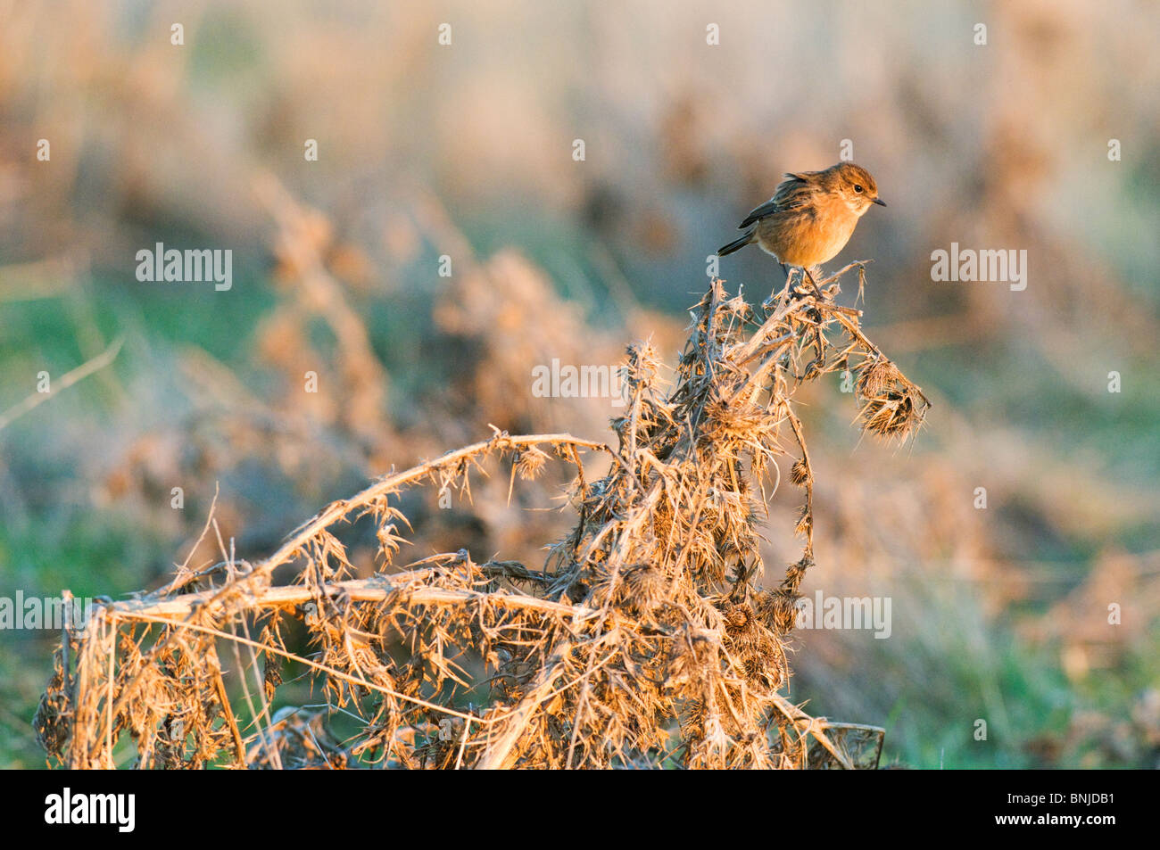 Common Stonechat, Saxicola torquata, Kent, England Stock Photo - Alamy