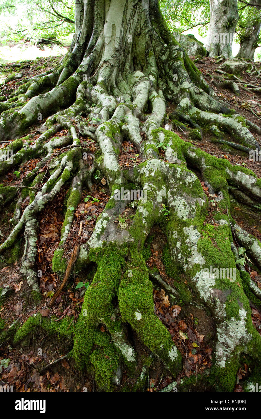 Tree roots hole hi-res stock photography and images - Alamy