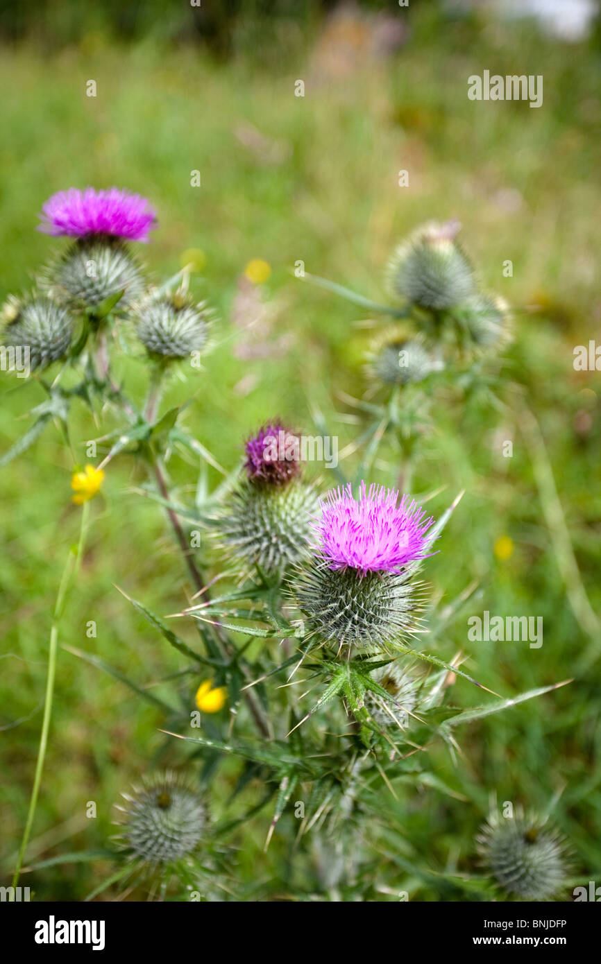 Spikey thistle hi-res stock photography and images - Alamy