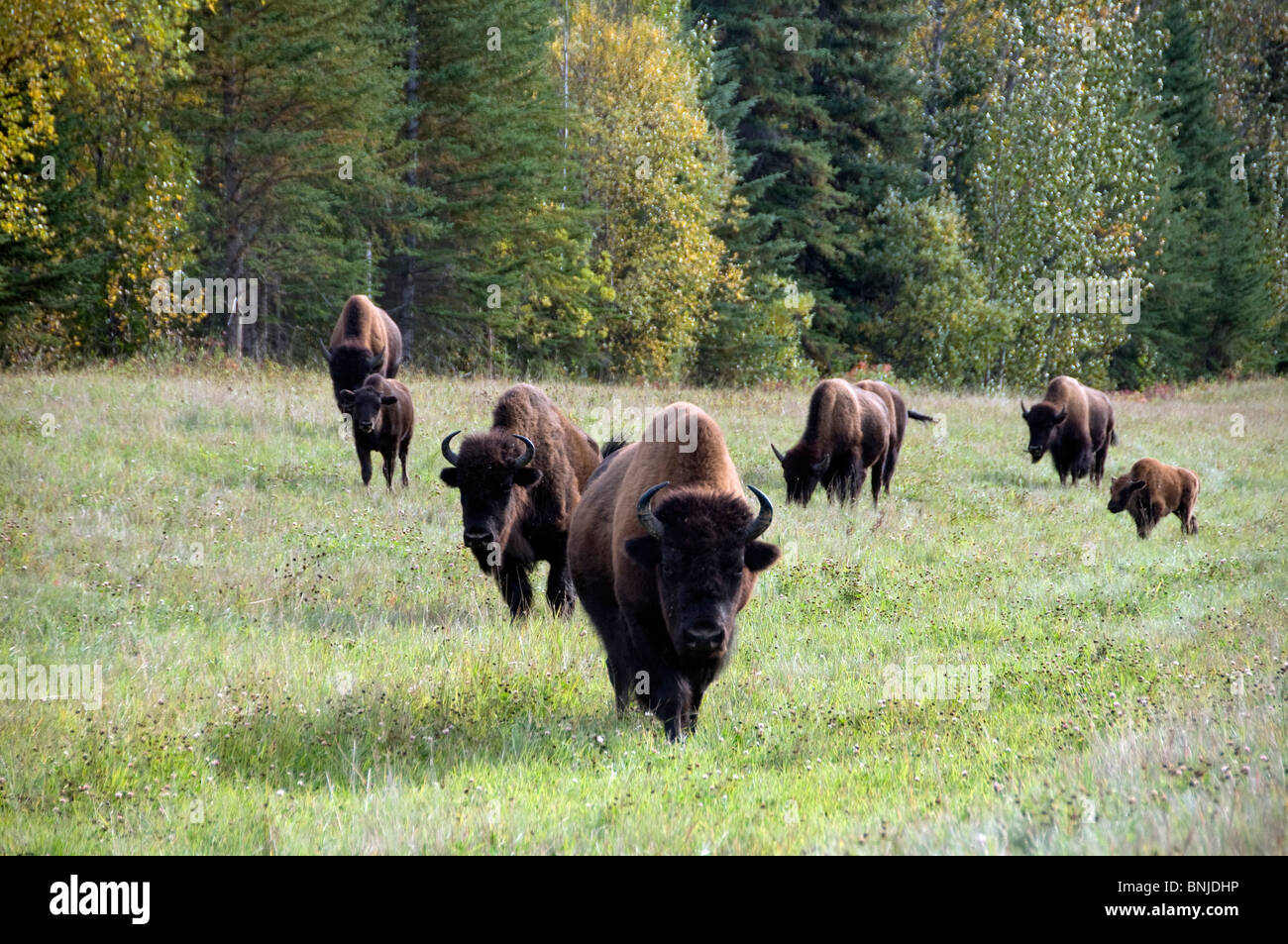 Wood Bison Bison bison athabascae Bisons Muskwa Mountains Muskwa ...