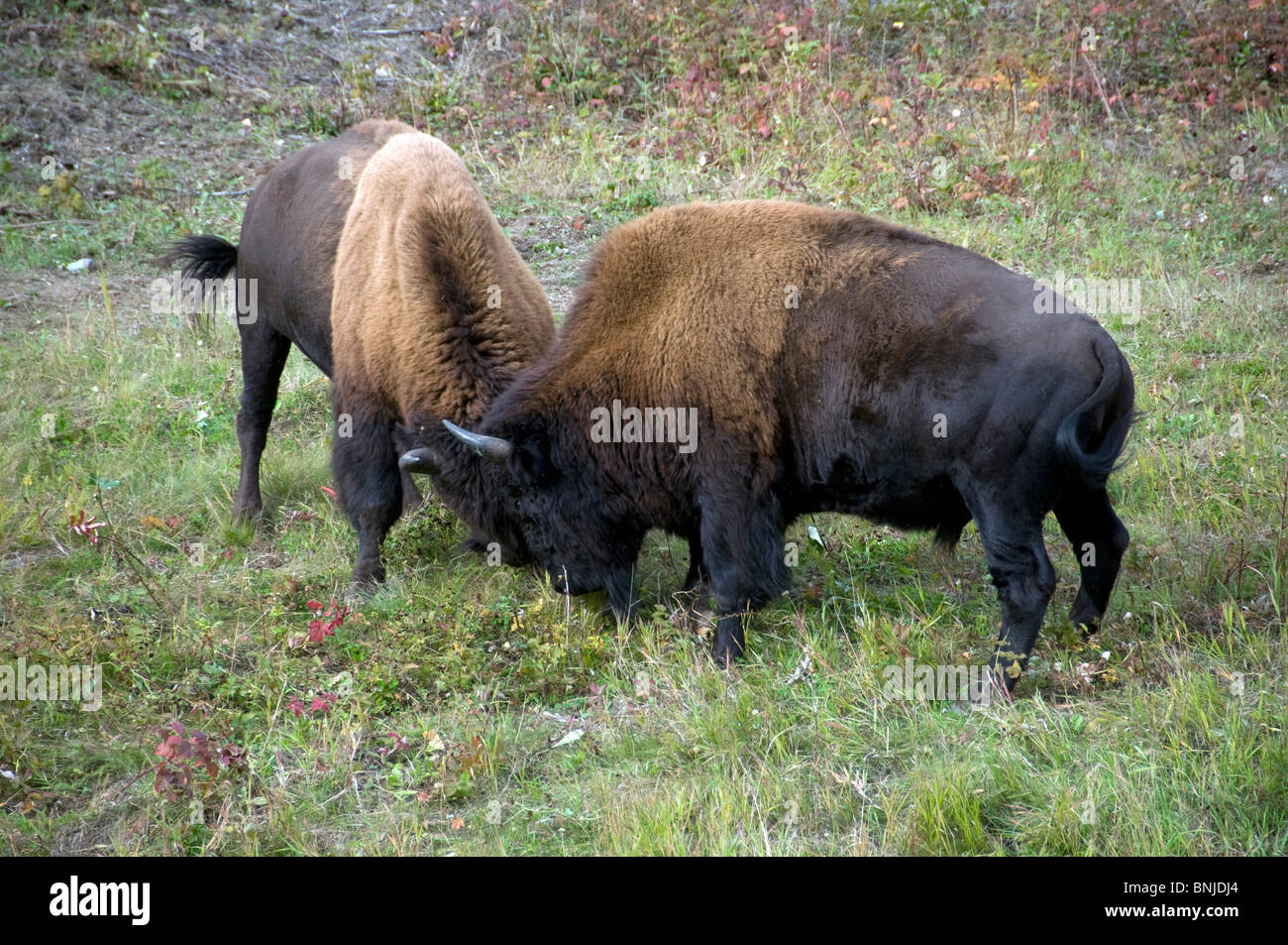 Wood Bison Bison bison athabascae Bisons Two Bulls Fighting Muskwa ...
