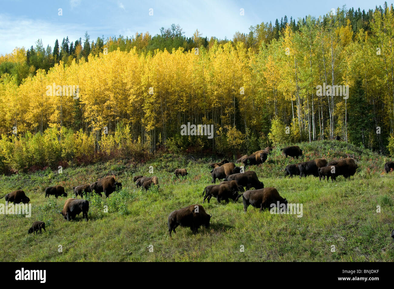 Wood Bison Bison bison athabascae Bisons Muskwa Mountains Muskwa ...