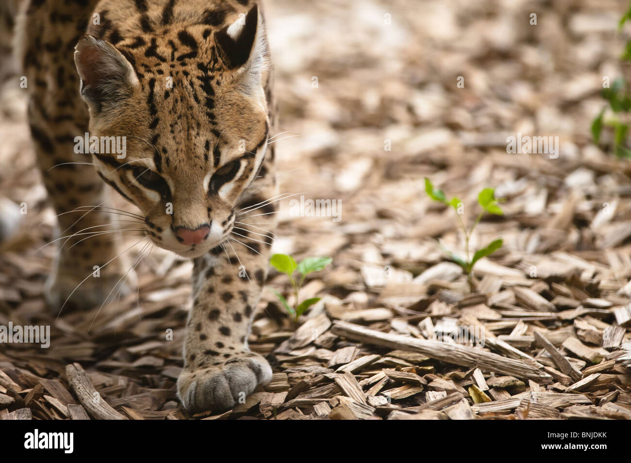 Ocelot On the Prowl Stock Photo - Alamy
