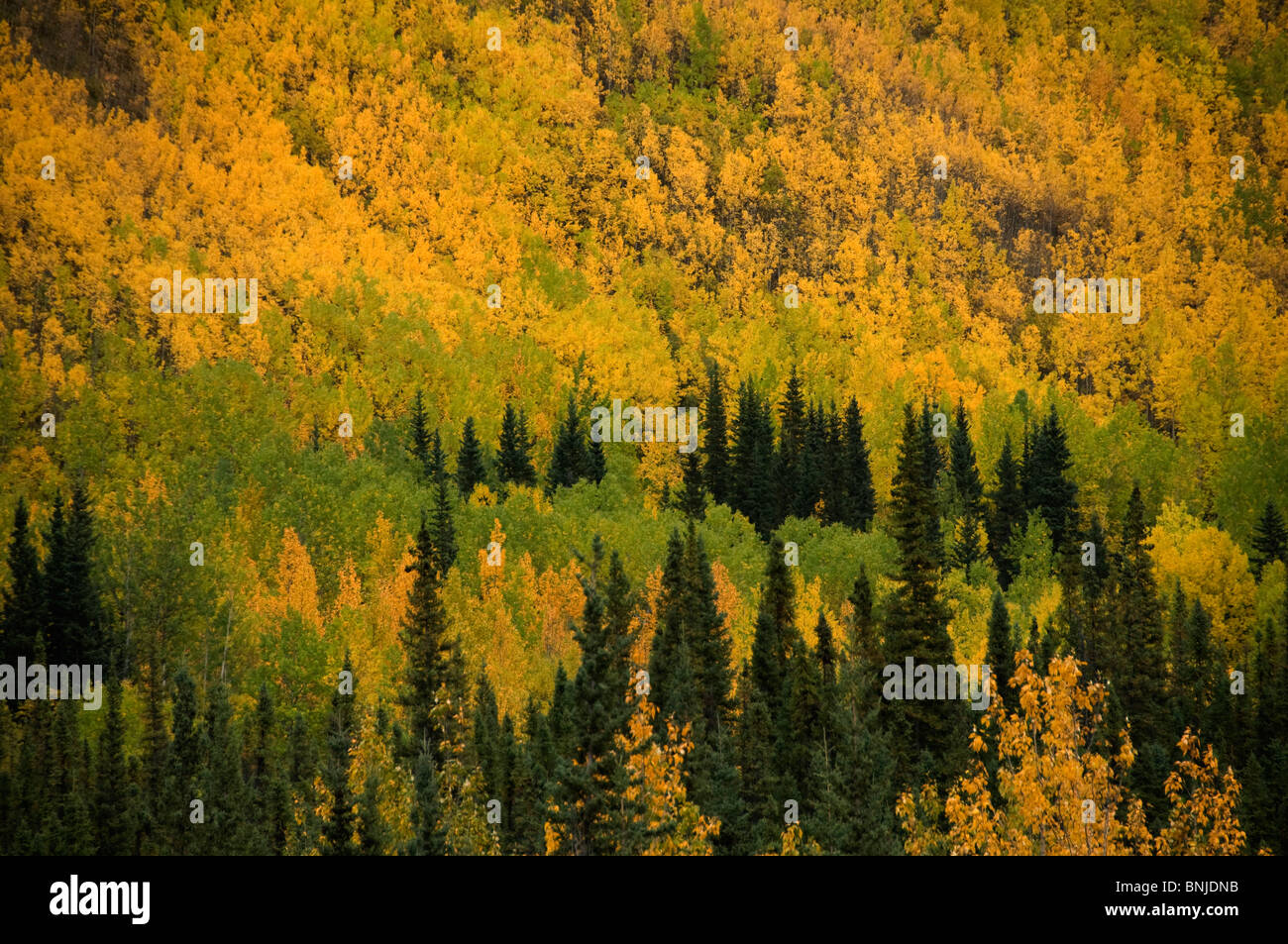 Muskwa kechika wilderness hi-res stock photography and images - Alamy