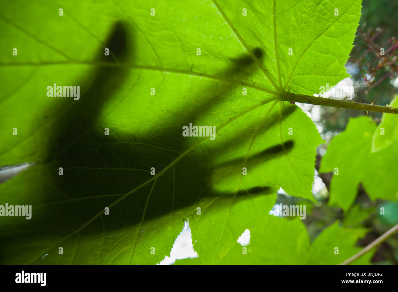 Hand and leaf hi-res stock photography and images - Alamy