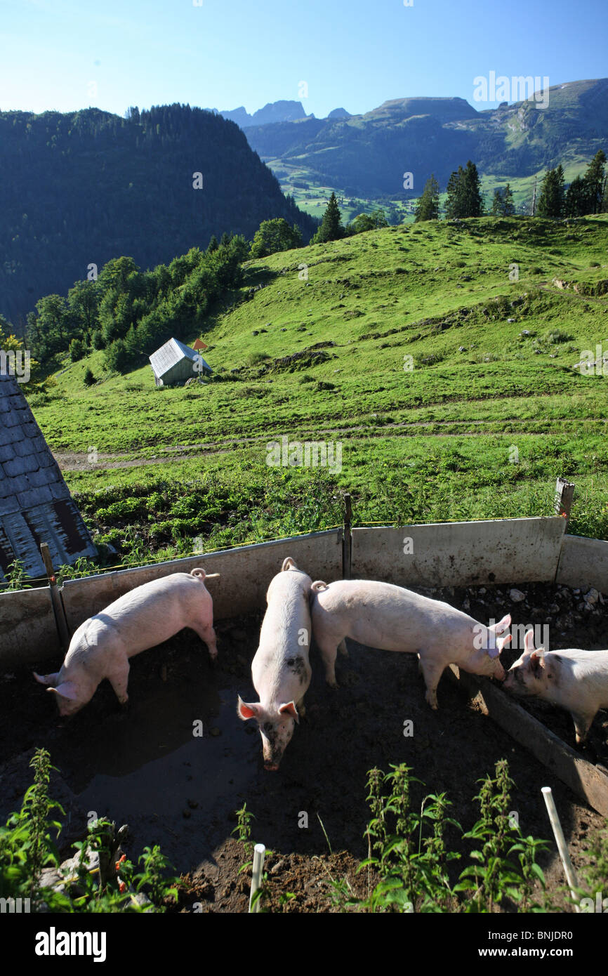Alp agriculture pigs swine animal animals Toggenburg Canton of St ...