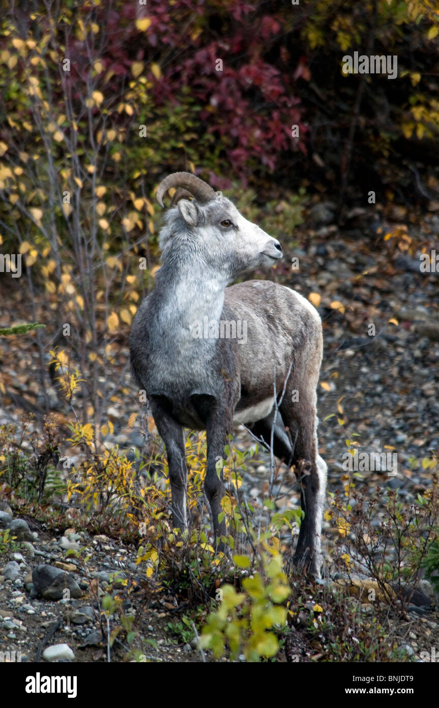 Stone Sheep Ovis Dalli Stonei Muskwa Kechika Northern Rockies ...