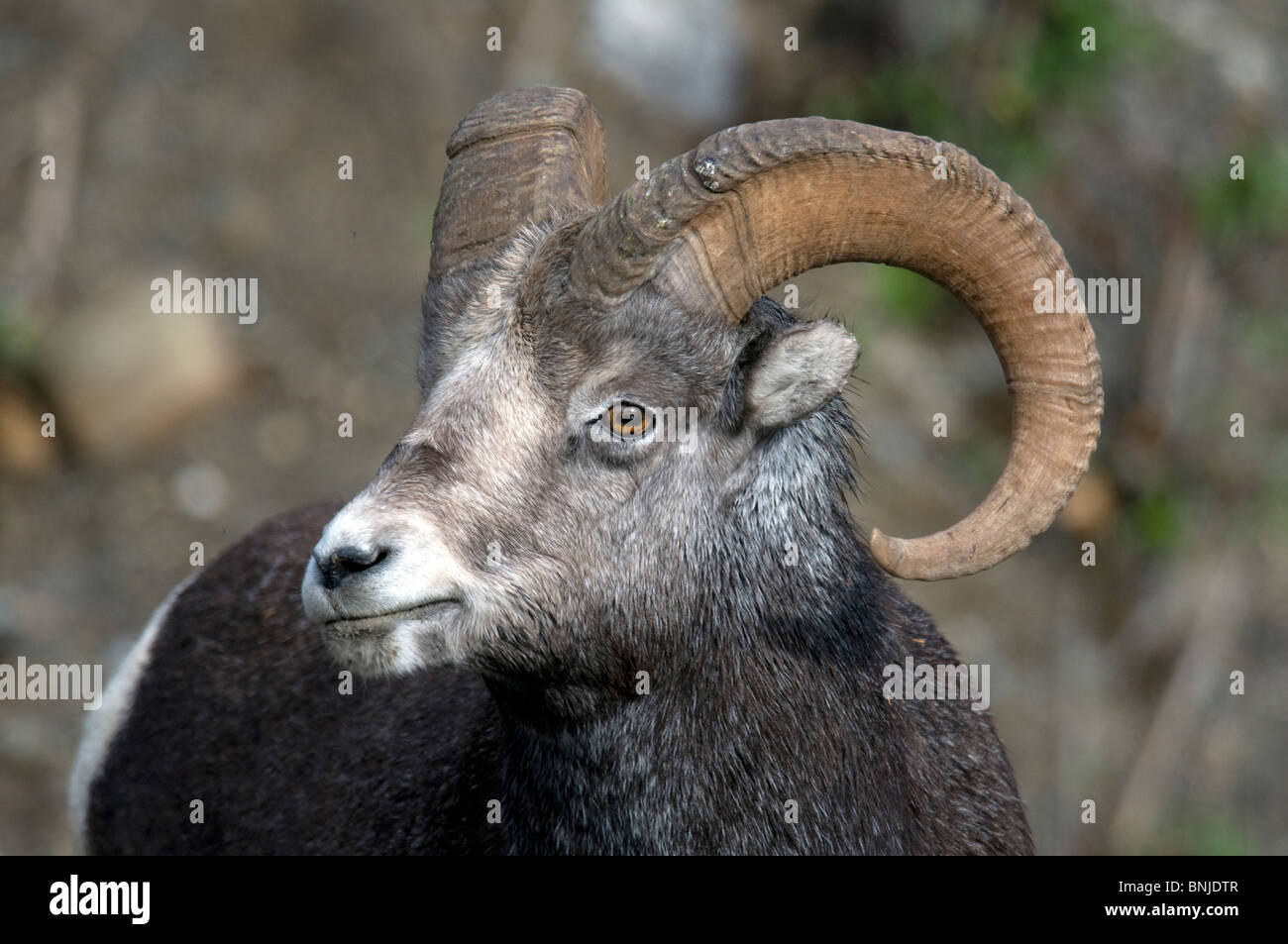 Stone Sheep Ovis Dalli Stonei Muskwa Kechika Northern Rockies ...