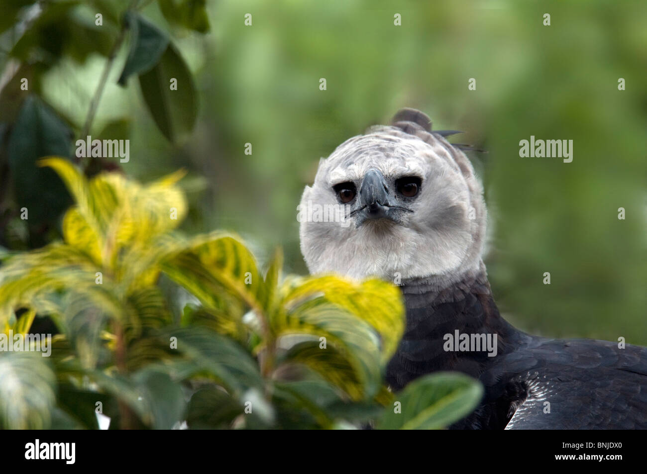 Harpy Eagle Harpy Harpyja Endangered 2008 Animal Animals Nature Bird of ...