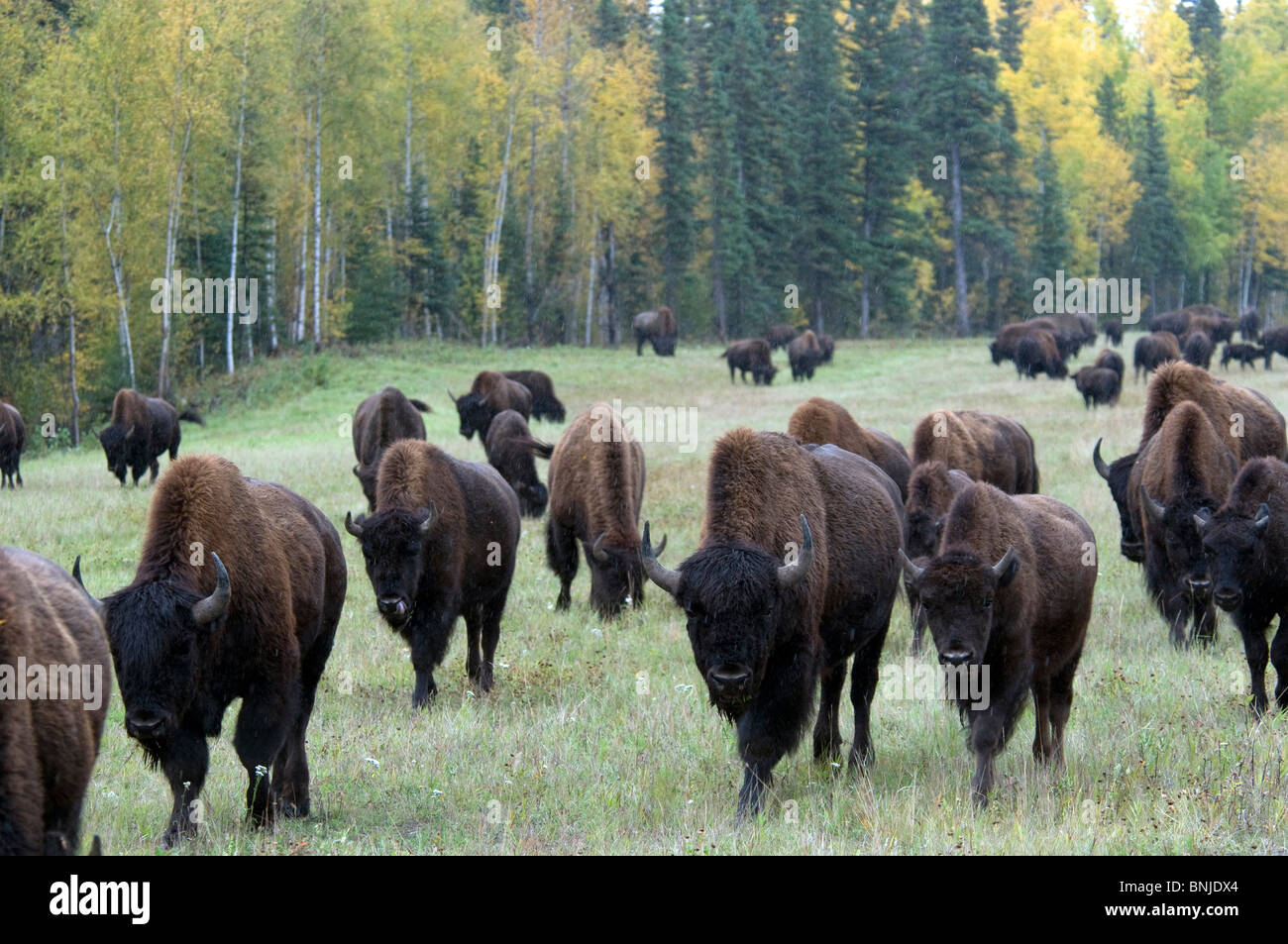 Wood Bison Bison bison athabascae Bisons Muskwa Mountains Muskwa ...
