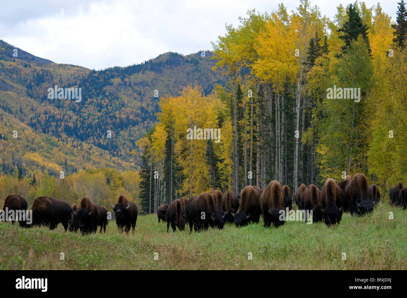 Wood Bison Bison bison athabascae Bisons Muskwa Mountains Muskwa ...