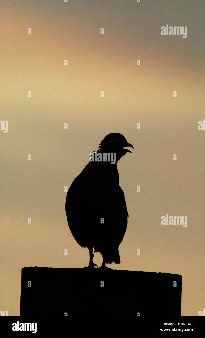 Red-legged Partridge. Alectoris rufa, calling, Kent, England Stock ...
