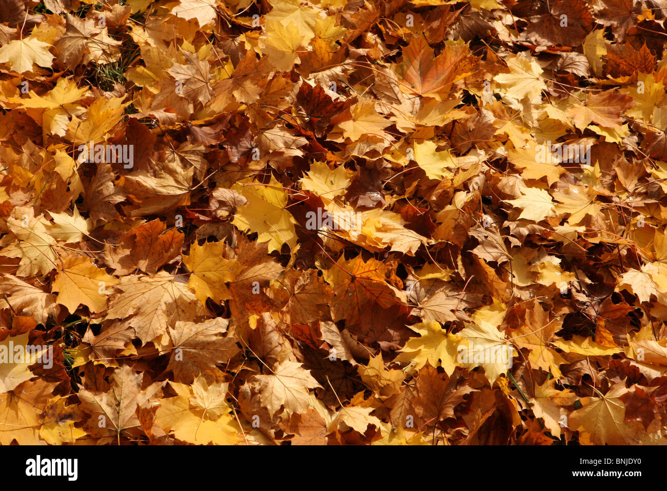 autumn fall foliage tree Trees Switzerland nature detail close-up ...