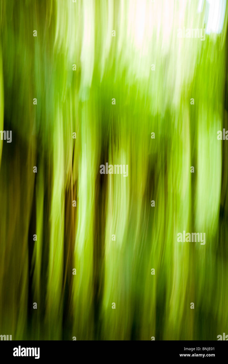 Forest tree trees landscape rain forest hi-res stock photography and ...