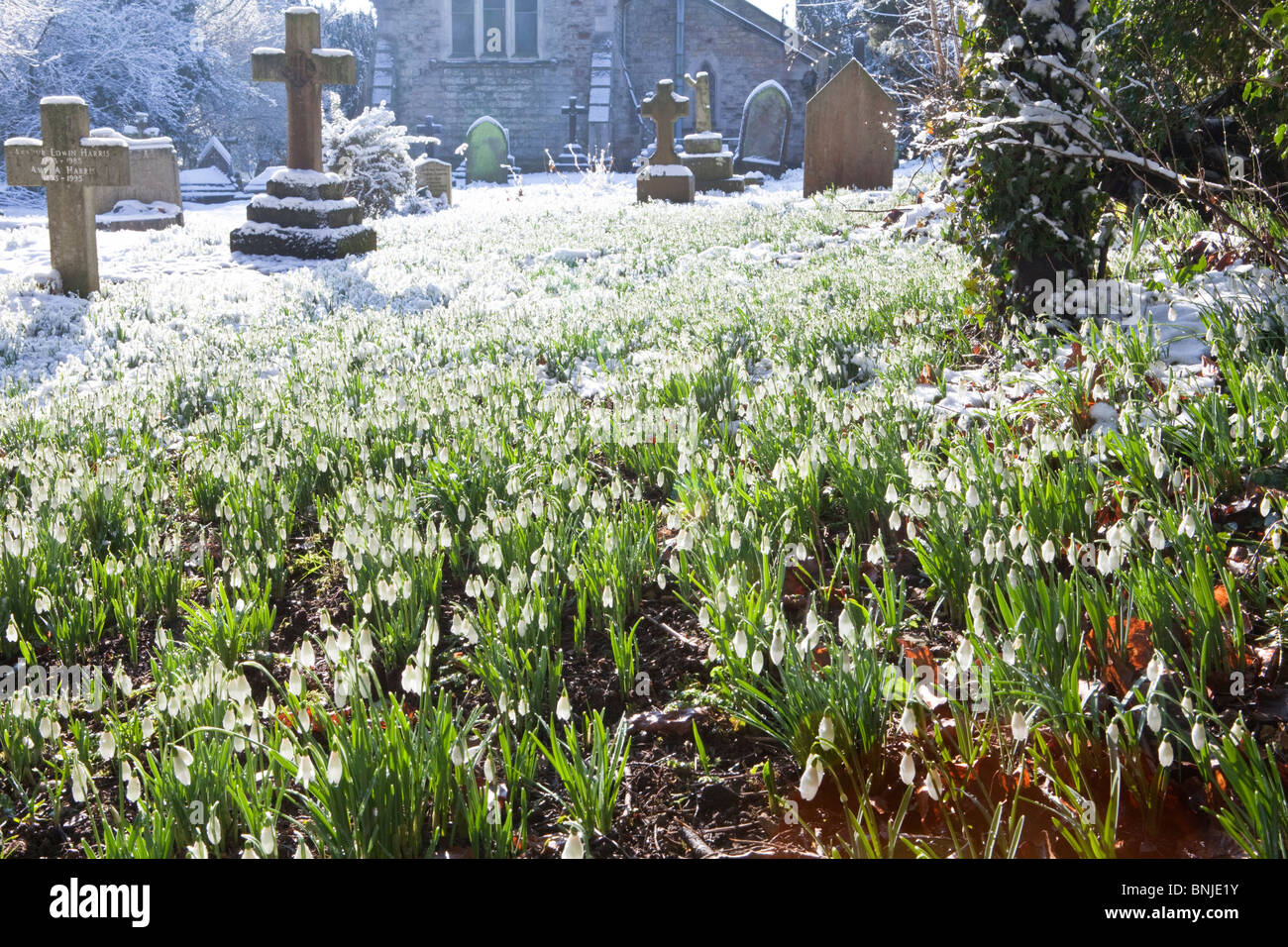 Snowdrops in snow in the corner of the churchyard at St John the ...
