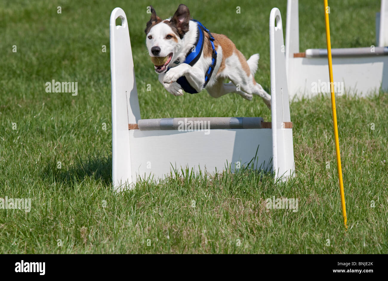 Dog jumping at agility event Gotherington Show June 2010 UK Stock Photo ...