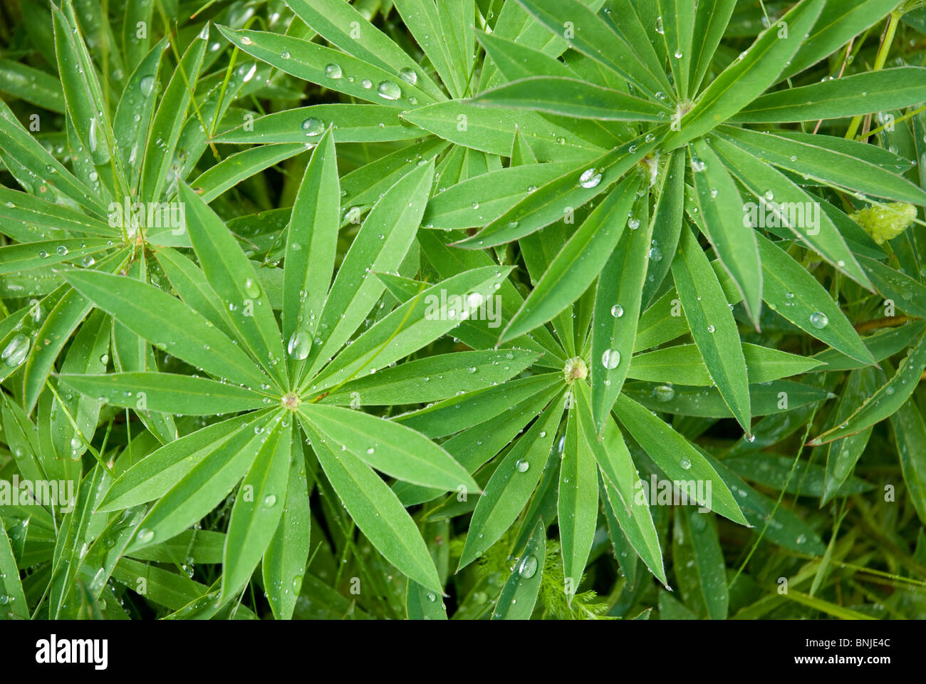 Lupine Leaves