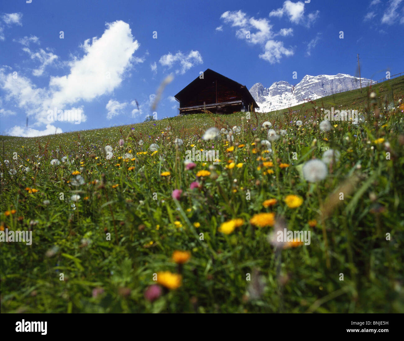 alps alpine mountain mountains landscape scenery nature flowering ...