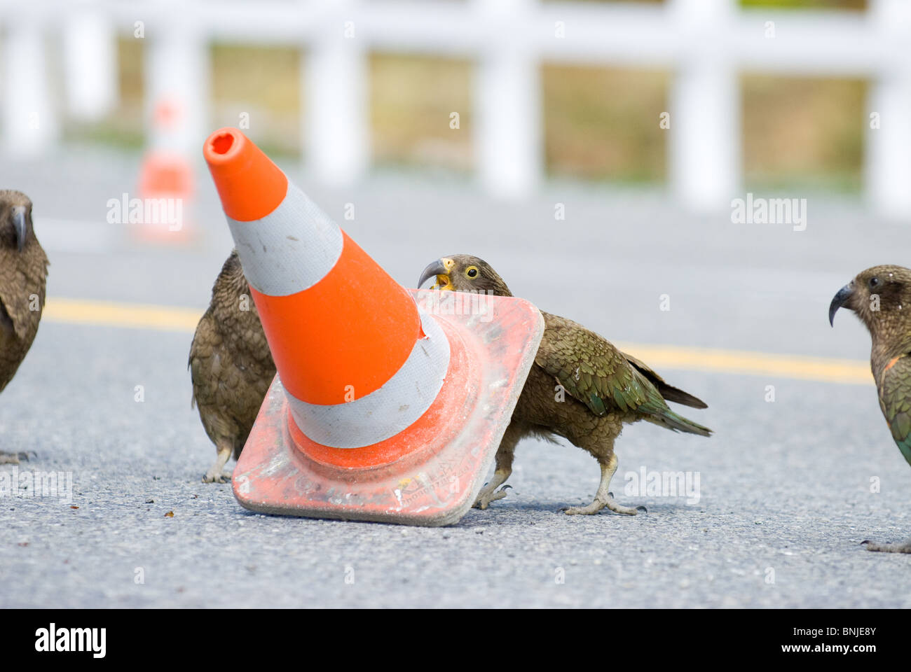 Kea parrot new zealand play hi-res stock photography and images - Alamy