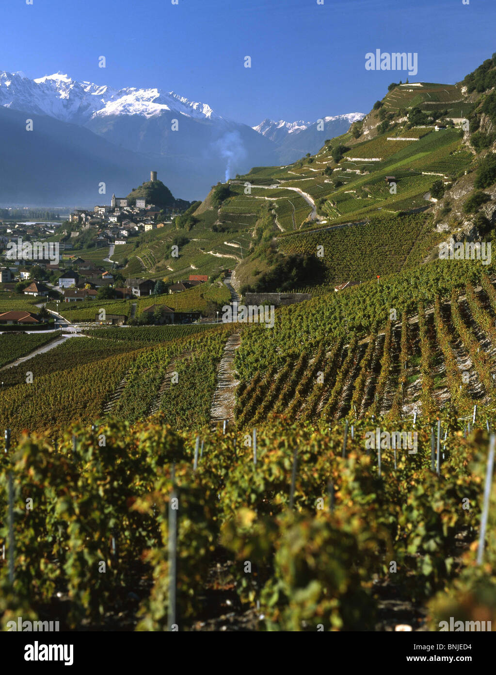 alps alpine mountain mountains Grapes grapevine vineyard slope Rhone ...