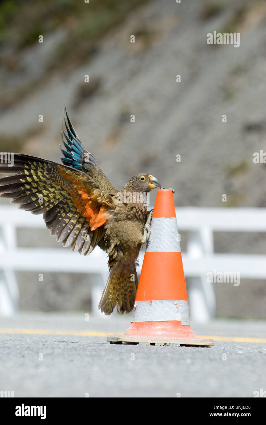 Kea nestor notabilis mountain parrot Stock Photo - Alamy