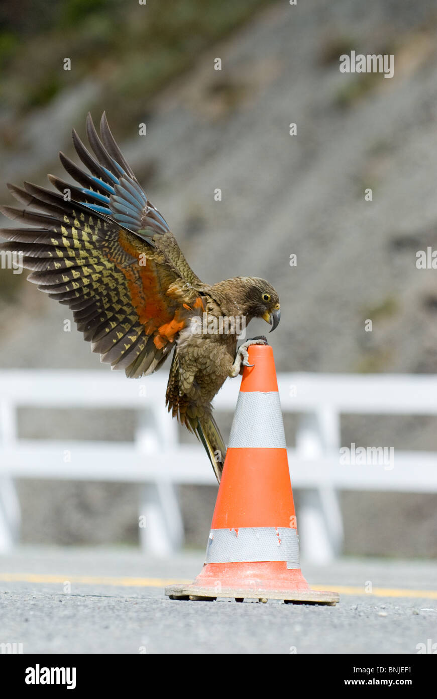 Kea nestor notabilis mountain parrot Stock Photo - Alamy