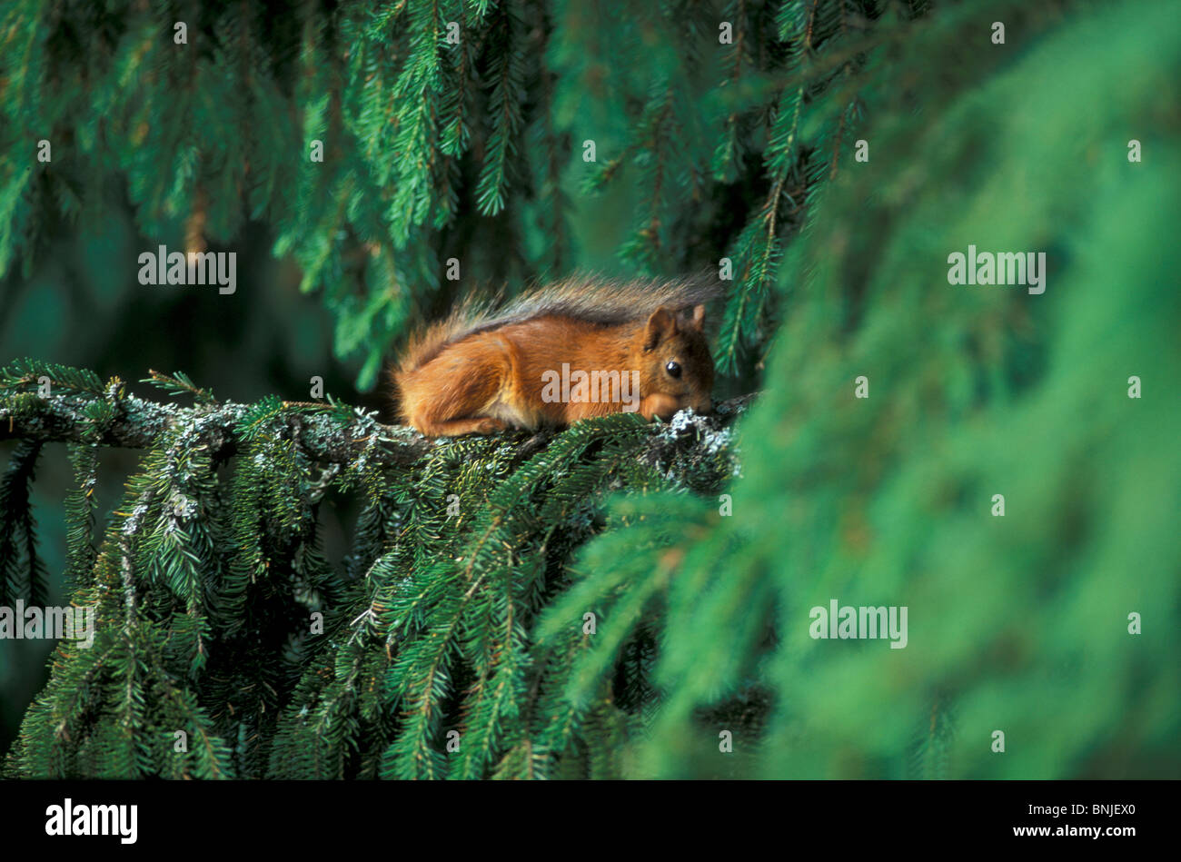 Eurasian red squirrel Sciurus vulgaris Europe Fauna animal animals ...
