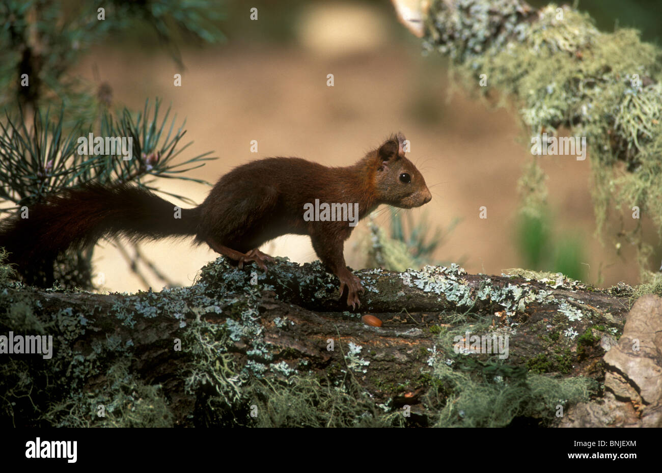 Eurasian red squirrel Sciurus vulgaris Europe Fauna animal animals ...