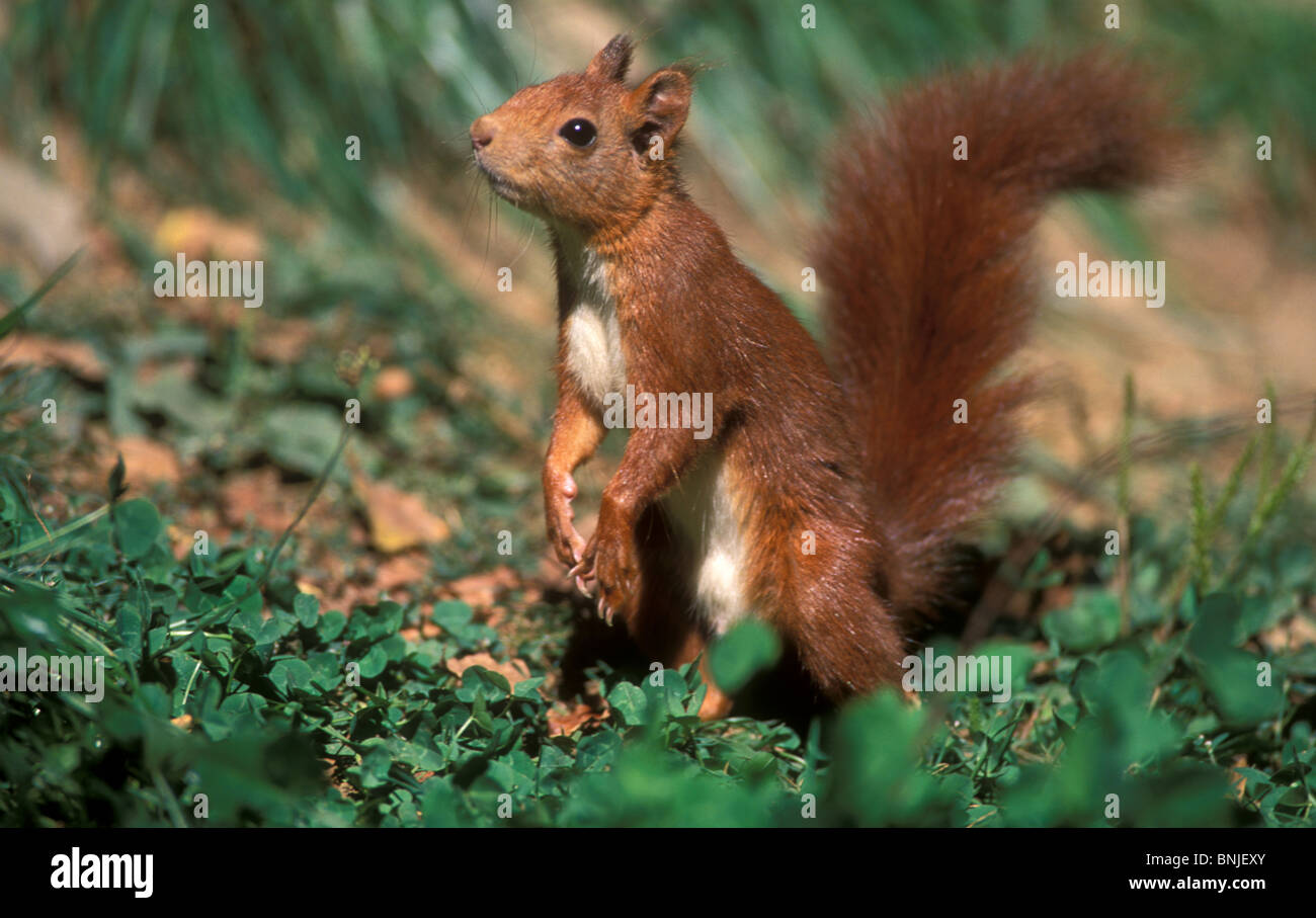Eurasian red squirrel Sciurus vulgaris Europe Fauna animal animals ...