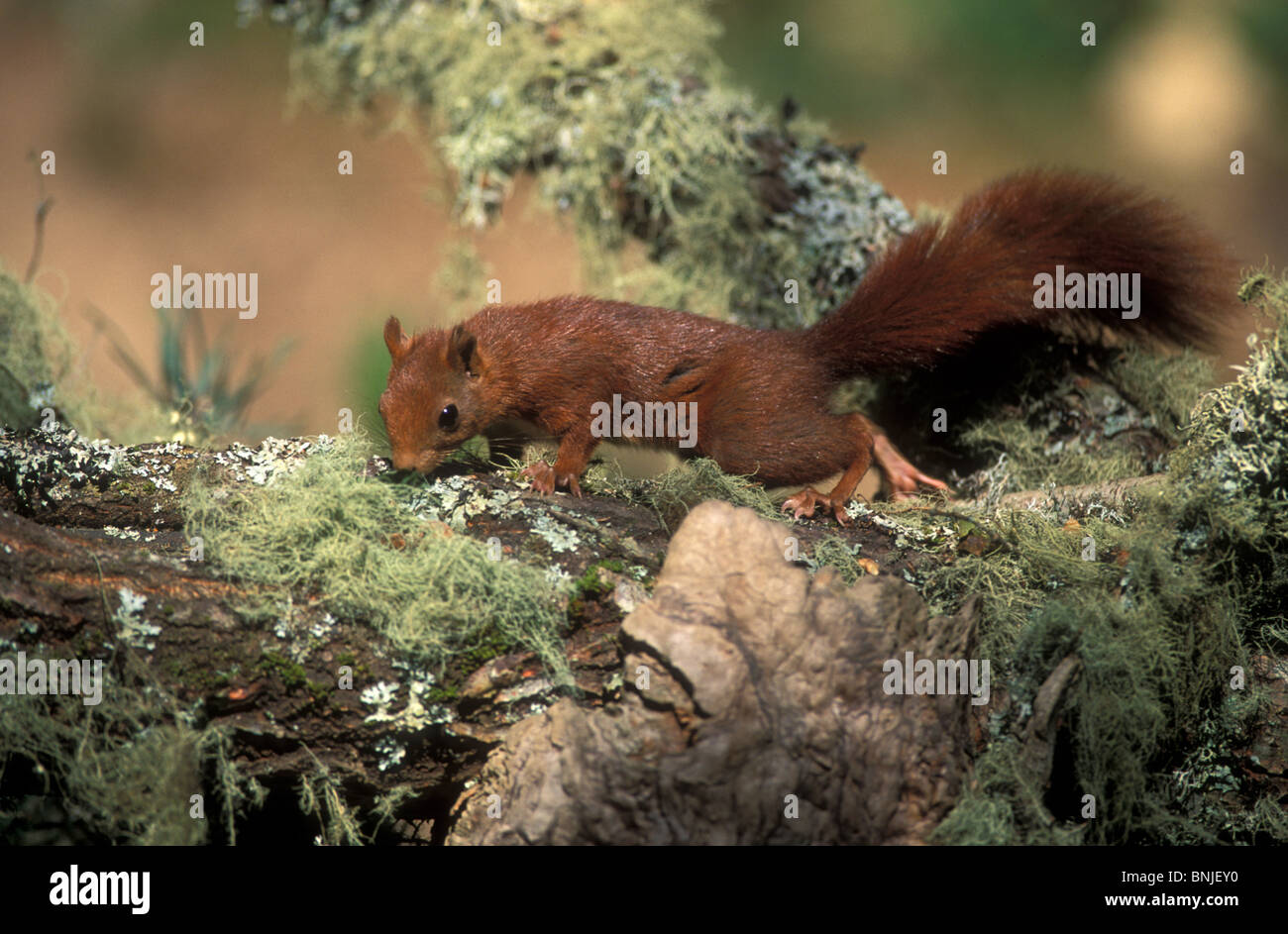 Eurasian red squirrel Sciurus vulgaris Europe Fauna animal animals ...