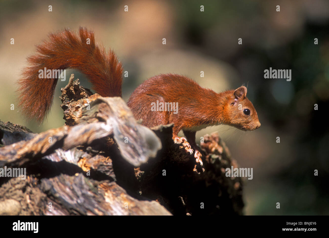 Eurasian red squirrel Sciurus vulgaris Europe Fauna animal animals ...