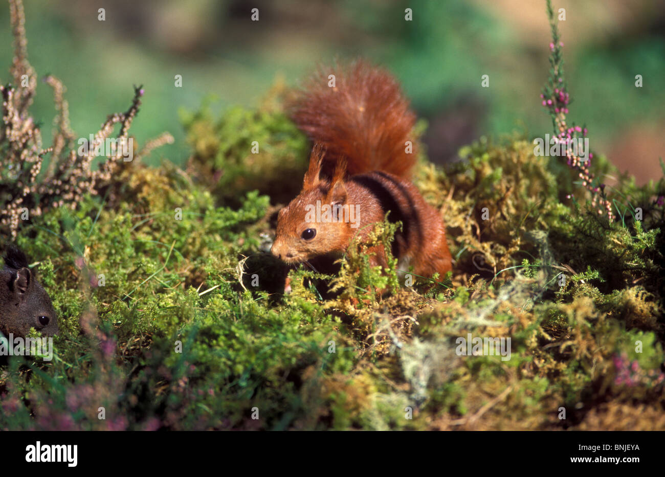 Eurasian red squirrel Sciurus vulgaris Europe Fauna animal animals ...