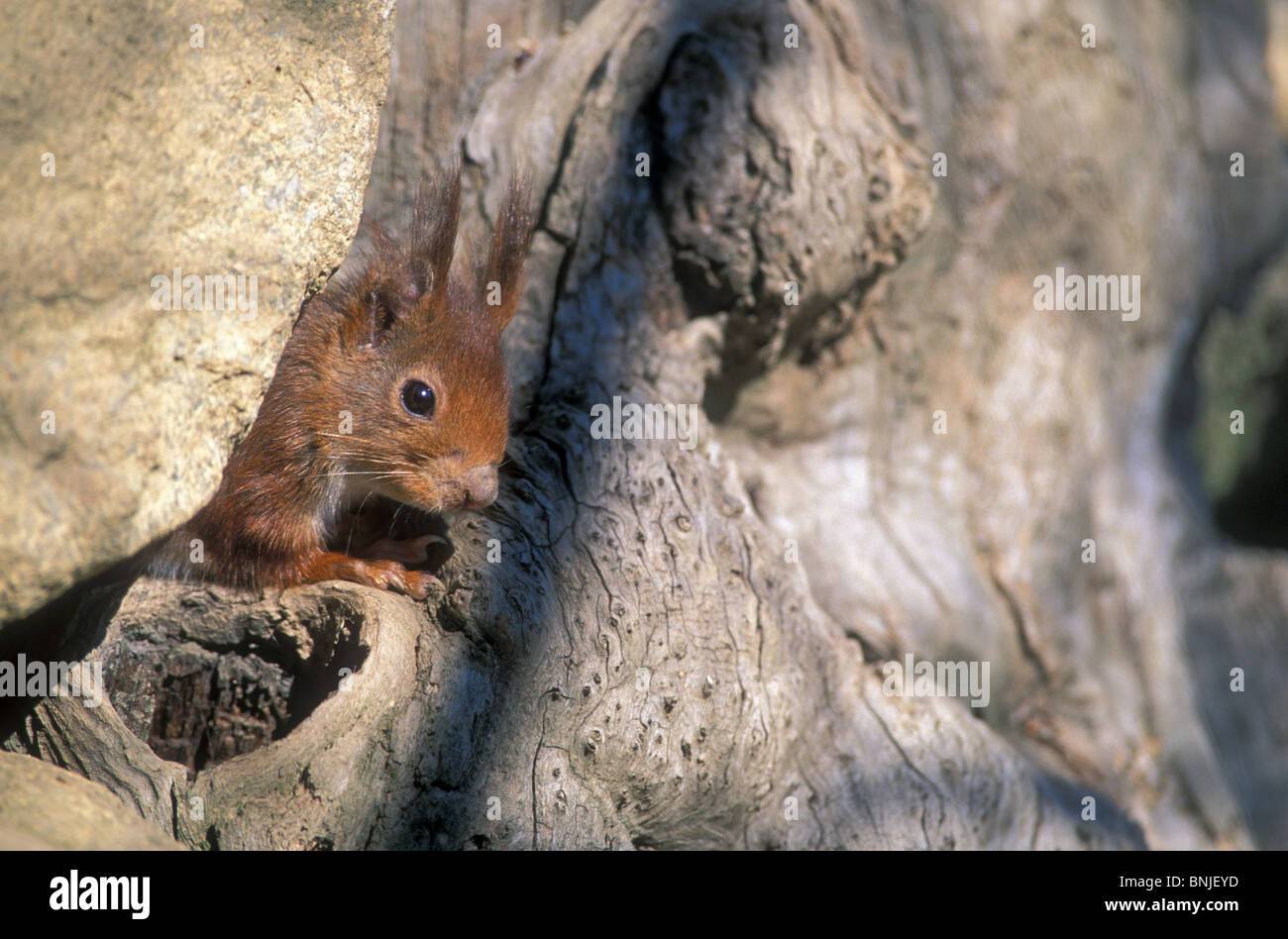 Eurasian red squirrel Sciurus vulgaris Europe Fauna animal animals ...
