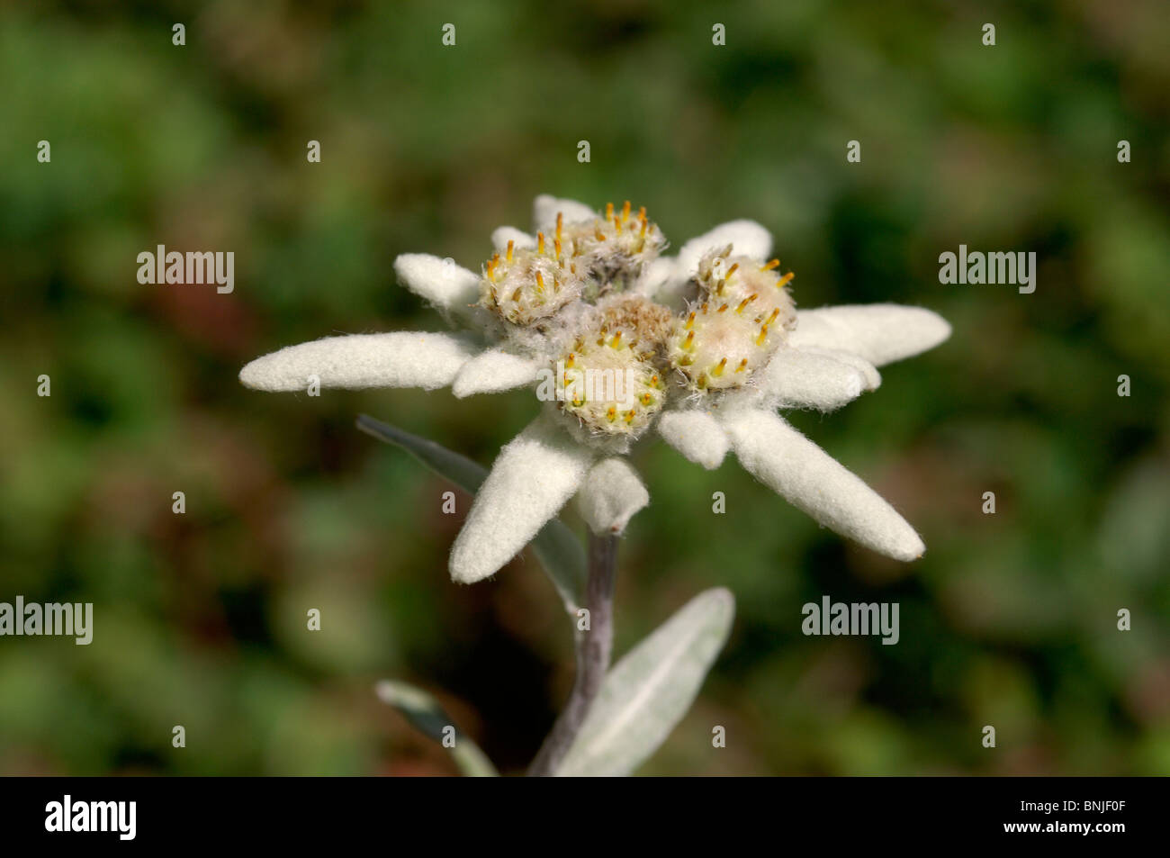 Edelweiss Leontopodium alpinum mountain flower Flora plant plants ...