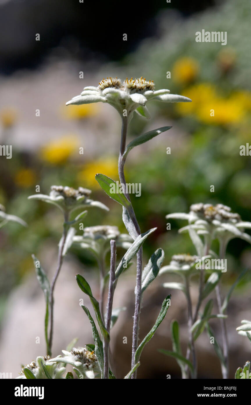 Edelweiss Leontopodium alpinum mountain flower Flora plant plants ...